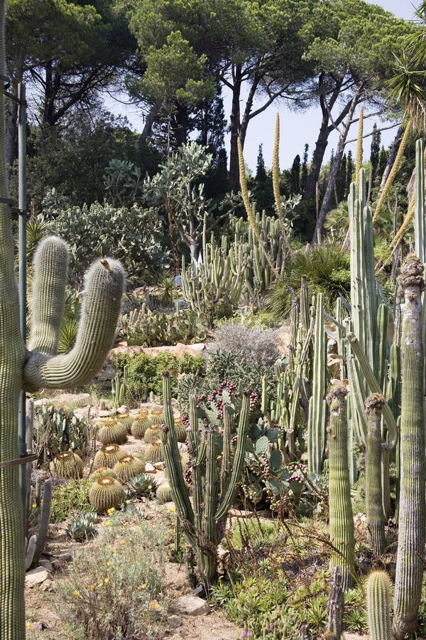 Cactus stock photo. Image of summer, relax, mediterranean - 7311620