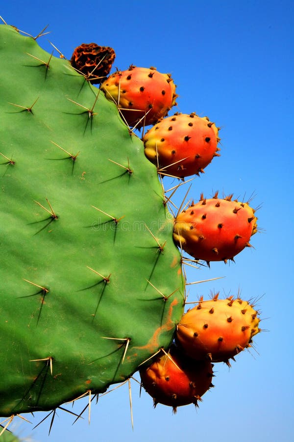 Cactus In Sahara Desert, Southern Tunisia Stock Image - Image of douz ...