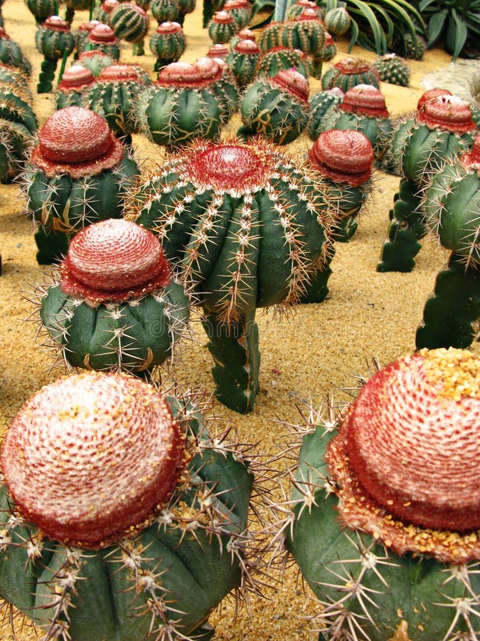 Colorful Cactus stock photo. Image of variety, color - 21979036