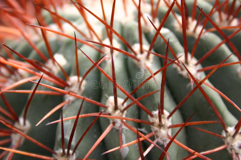 Free Nature (Generic Vegetation) pictures, photos & images - Royalty ...