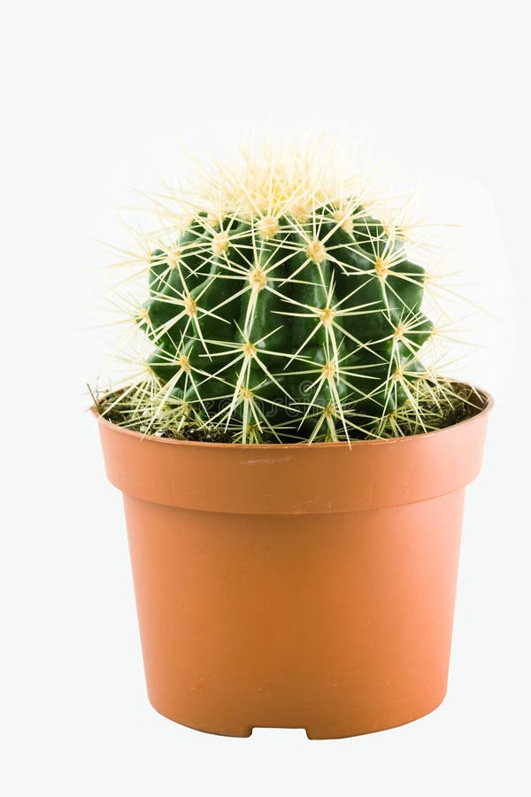 Cactus stock image. Image of green, domestic, life, stinging - 8663377