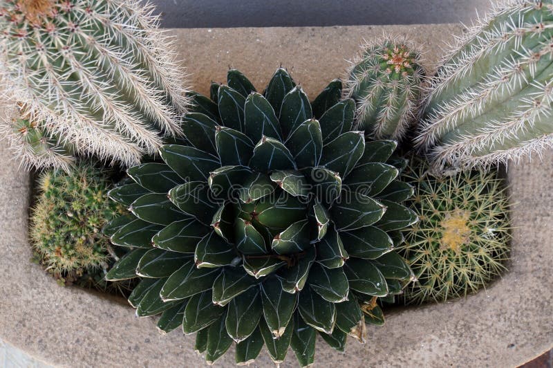 Cactus from above stock image. Image of background, garden - 95355433