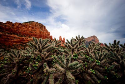 Cactus against red rocks stock image. Image of cliff, scrub - 5508601
