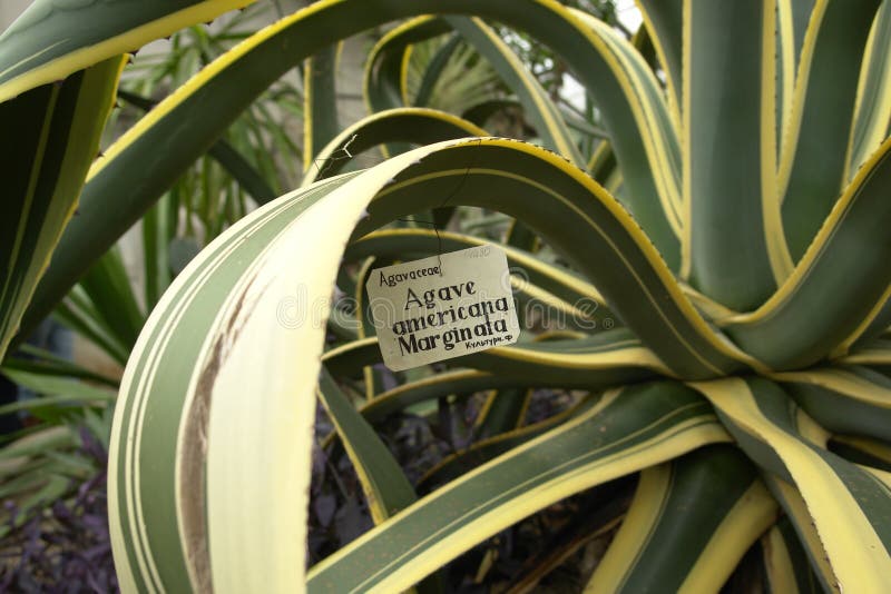 Cactus Agave with label stock image. Image of exotic, plant - 1264809