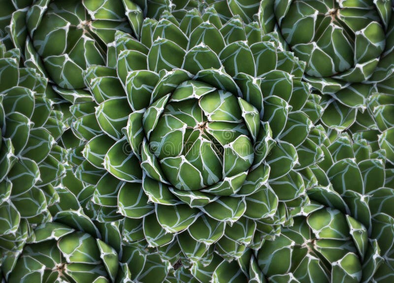 Cactus / Agave / Succulent Plant - Natural Pattern Stock Photo - Image ...