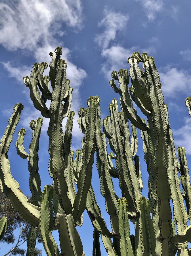 Abitudine Treelike Alta Dei Grandi Cactus Sui Precedenti Del Cielo Blu ...