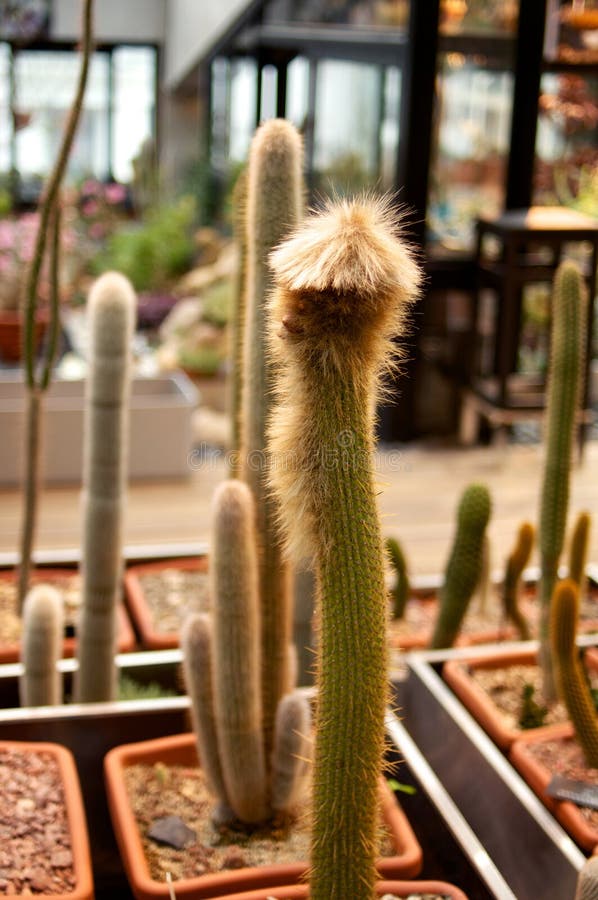 Cactus Grande Con Los Pelos Blancos Imagen de archivo - Imagen de ...