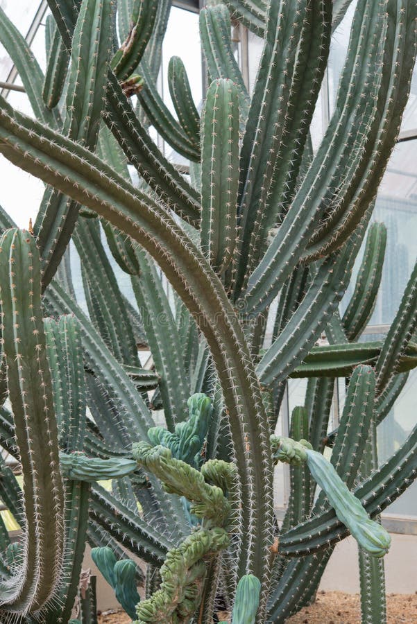 Cactus alto e grande immagine stock. Immagine di piante - 60703753