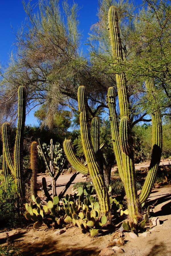 Cactus Alto Del Saguaro En Las Montañas Del Desierto Foto de archivo ...