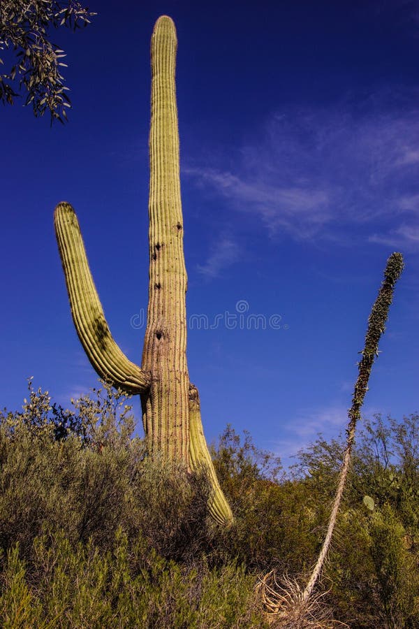 Cactus Alto Del Saguaro En Las Montañas Del Desierto Foto de archivo ...