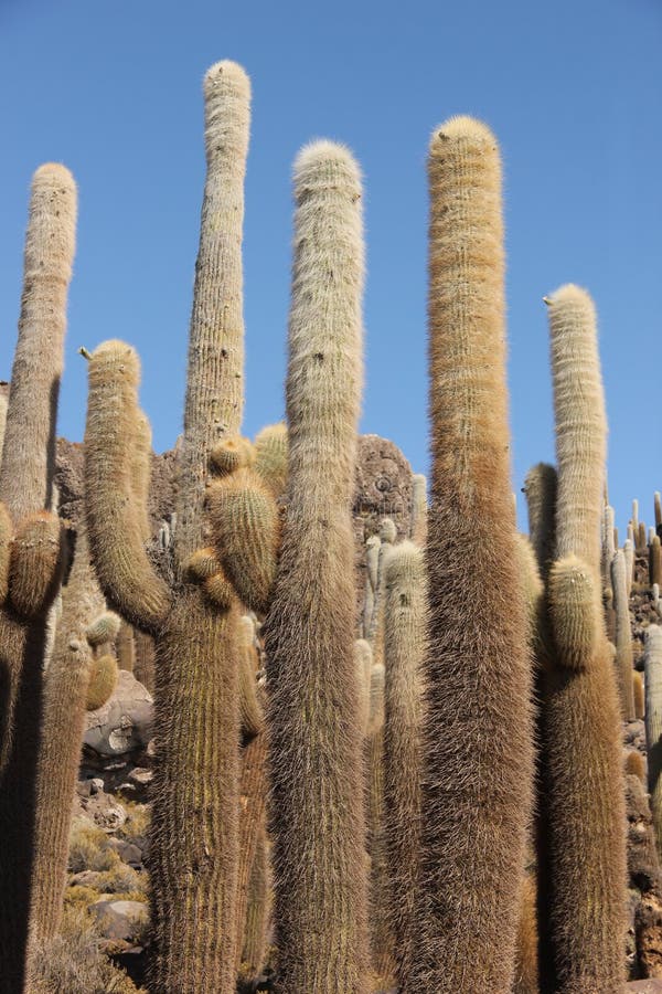 Cactus Altos Que Crecen En Isla Del Pescado Foto de archivo - Imagen de ...