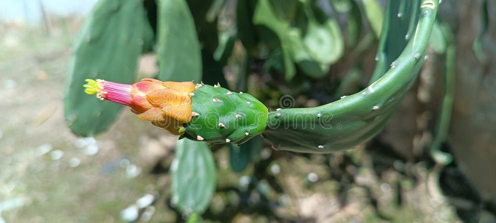 Cactus in the Amazonian Rainforest Stock Photo - Image of cactus ...