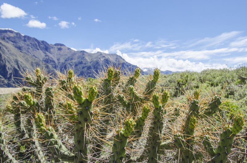 Cactus in Arequipa Peru stock image. Image of america - 60587221