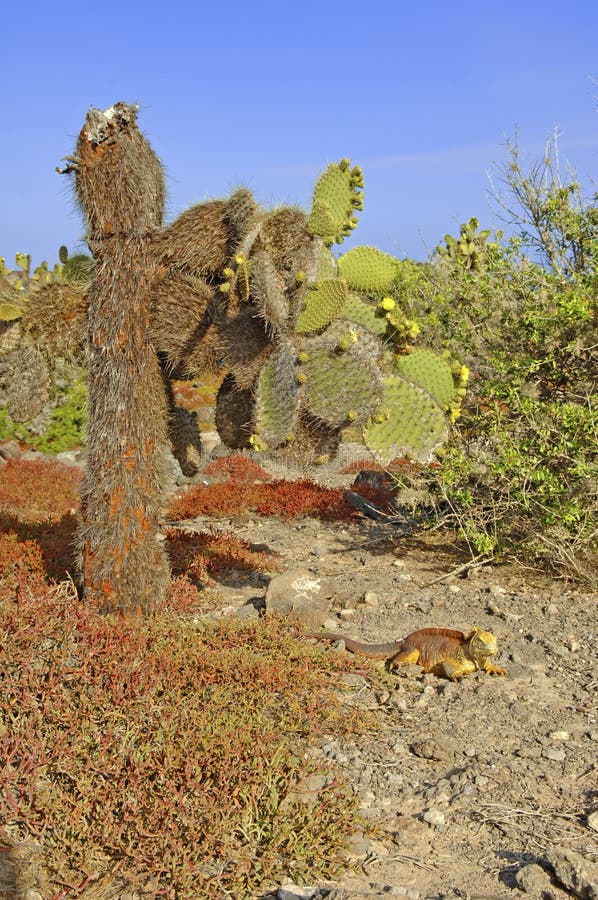 Cactus in Arid Landscape Galapagos Islands, Ecuador Stock Image - Image ...