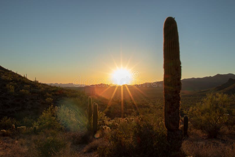 Cactus in the Arizona Sun at Sunset Stock Image - Image of arizona ...