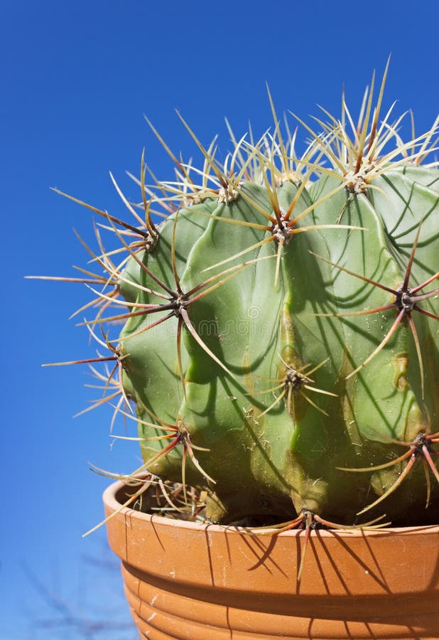 Cactus, Astrophytum Asterias, Cactus is Desert Plant Stock Image ...