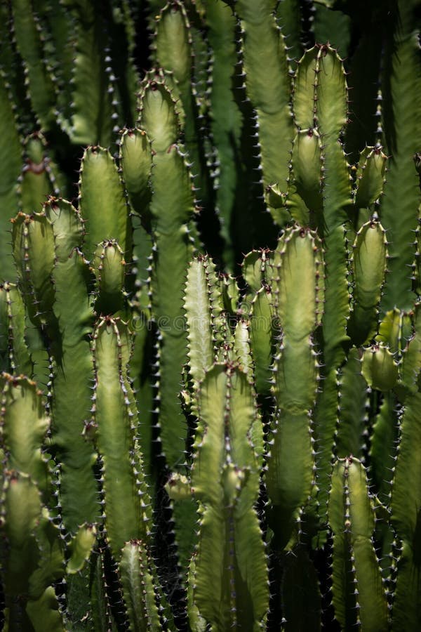 Cactus Backdround, Cacti Design or Cactaceae Pattern. Stock Image ...
