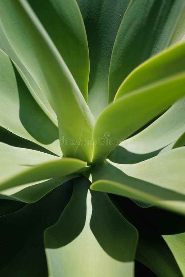 Cactus Backdround, Cacti Design or Cactaceae Pattern. Stock Photo ...
