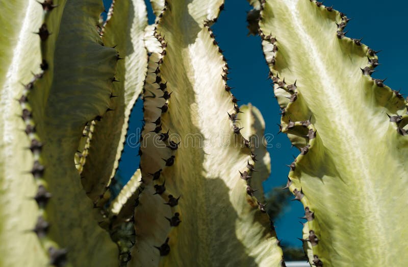 Cactus Backdround, Cacti Design or Cactaceae Pattern. Stock Image - Image of structure, foliage ...