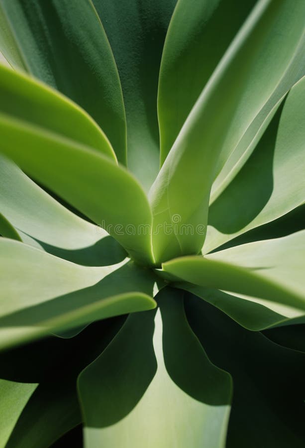 Cactus Backdround, Cacti Design or Cactaceae Pattern. Stock Image ...