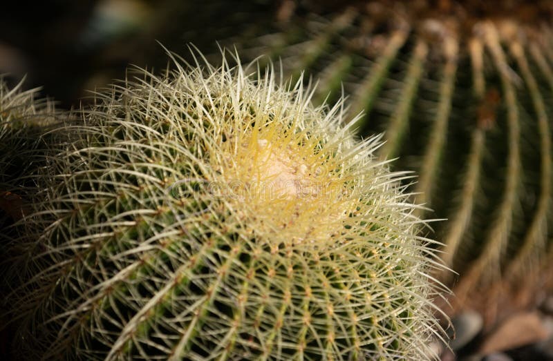 Cactus Backdround, Cacti Design or Cactaceae Pattern. Stock Image ...