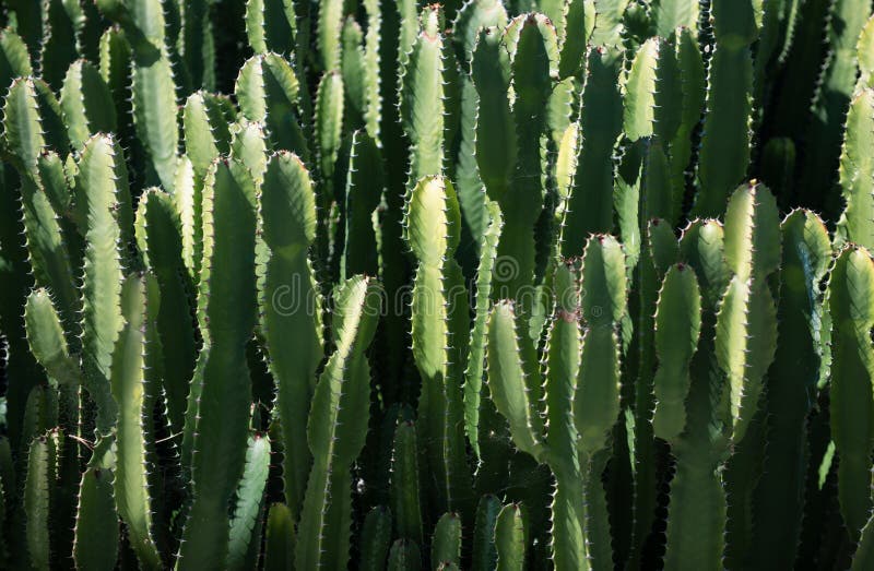 Cactus Backdround, Cacti Design or Cactaceae Pattern. Stock Image ...
