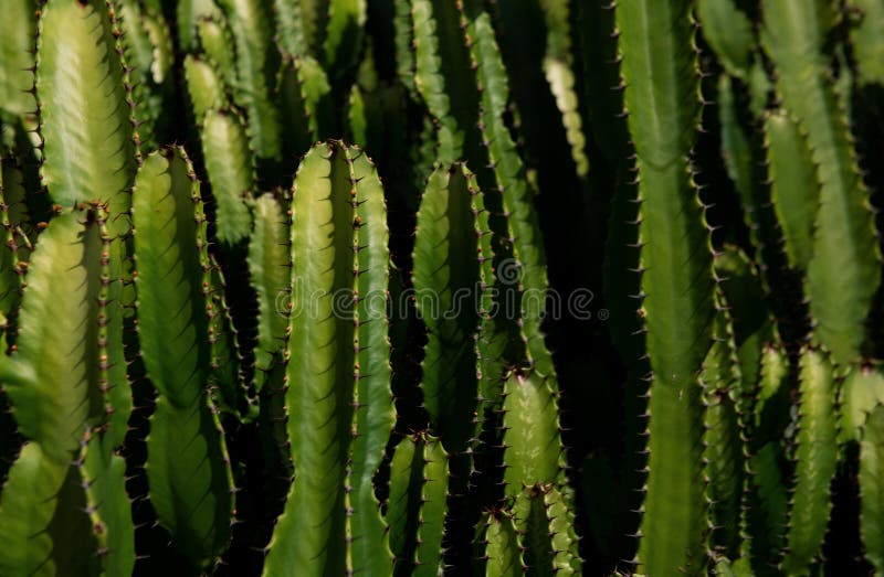 Cactus Backdround, Cacti Design or Cactaceae Pattern. Stock Photo ...