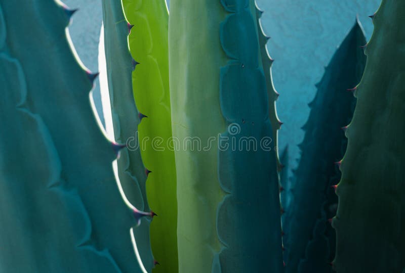 Cactus Backdround, Cacti Design or Cactaceae Pattern. Stock Image ...