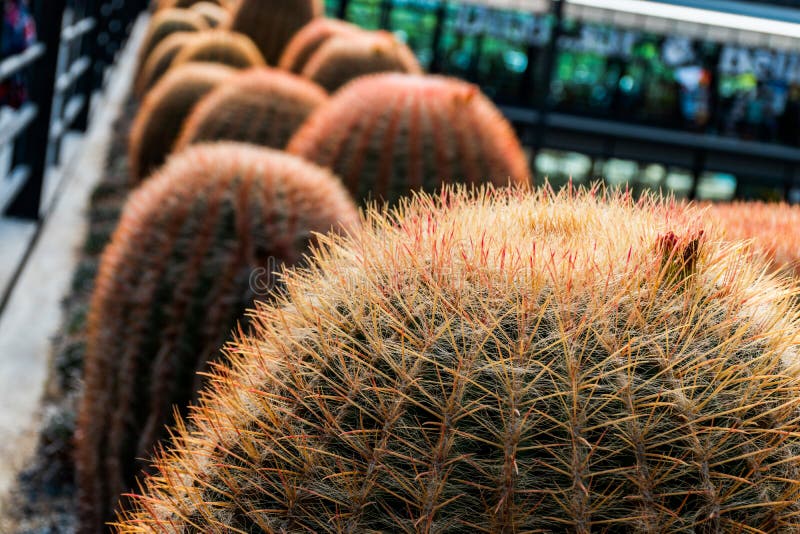 Summer cactus stock image. Image of southwest, blue, green - 206377
