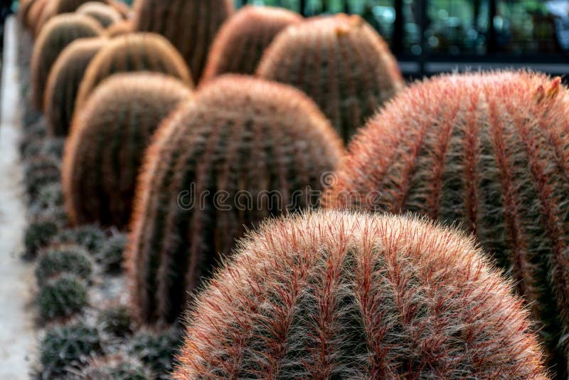 Summer cactus stock image. Image of southwest, blue, green - 206377