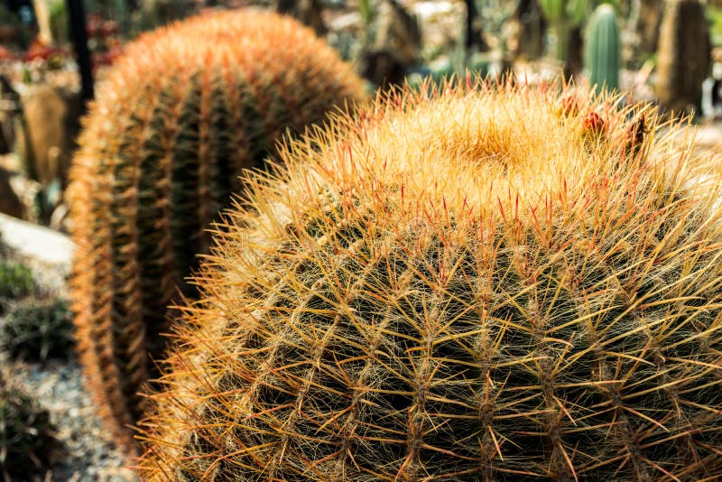 Summer cactus stock image. Image of southwest, blue, green - 206377
