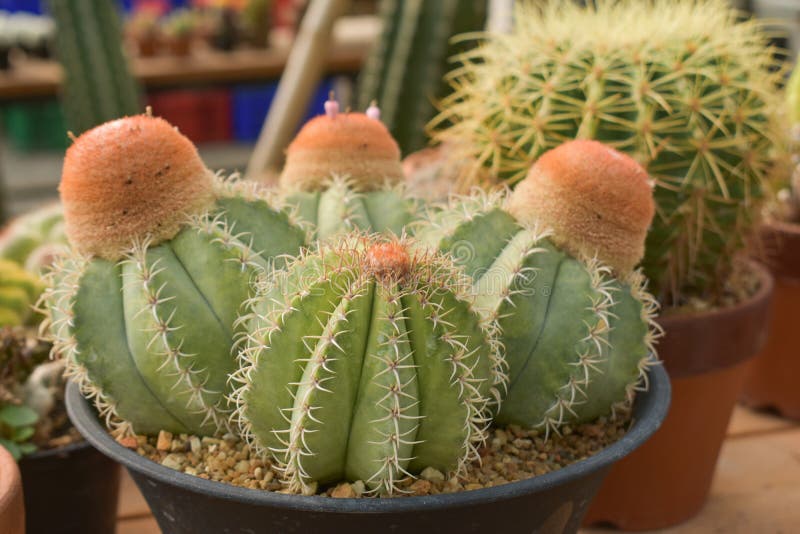 Cactus, Cactus Background, Cactus Farm from Thailand Country Stock ...