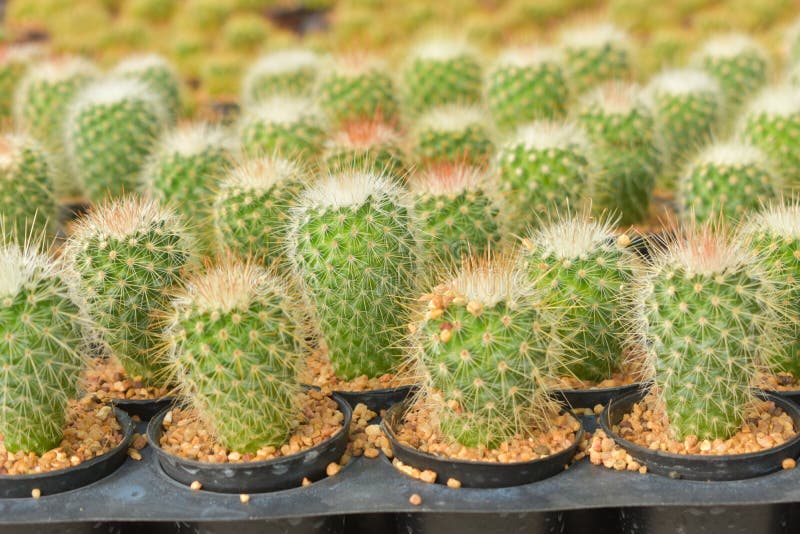 Cactus, Cactus Background, Cactus Farm from Thailand Country Stock ...