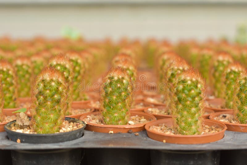 Cactus, Cactus Background, Cactus Farm from Thailand Country Stock ...
