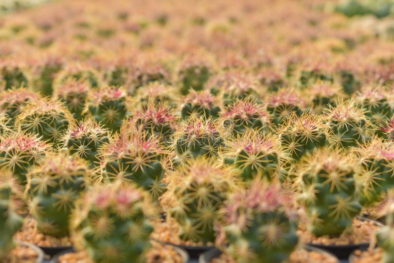 Cactus, Cactus Background, Cactus Farm from Thailand Country Stock ...
