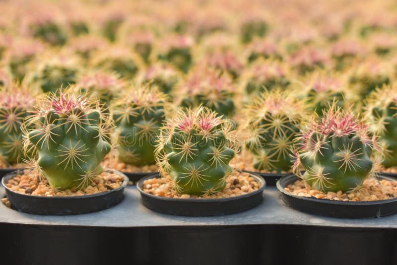 Cactus, Cactus Background, Cactus Farm from Thailand Country Stock ...