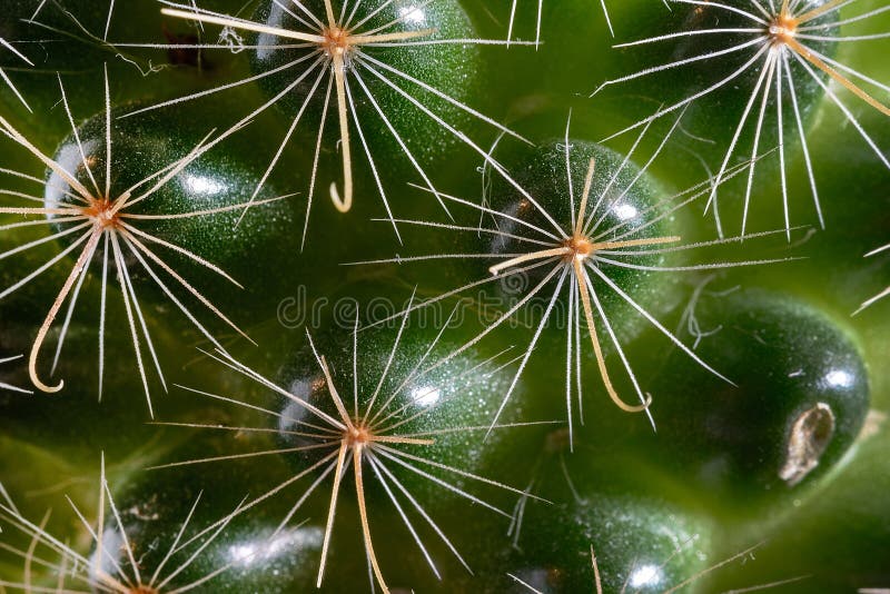 Texture of Prickly Cactus in the Desert Stock Image - Image of grow ...