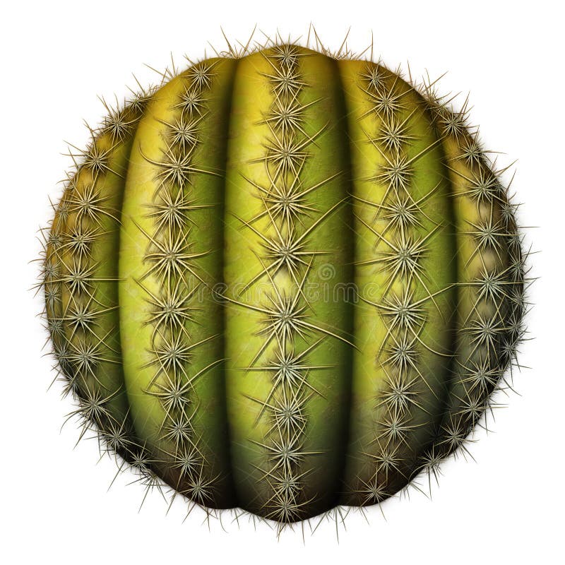 Cactus Ball stock illustration. Illustration of saguaro - 30784702