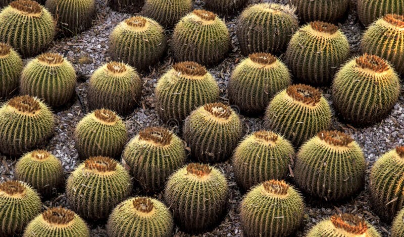 Cactus Balls Plants Botanical Garden Stock Image - Image of structure ...