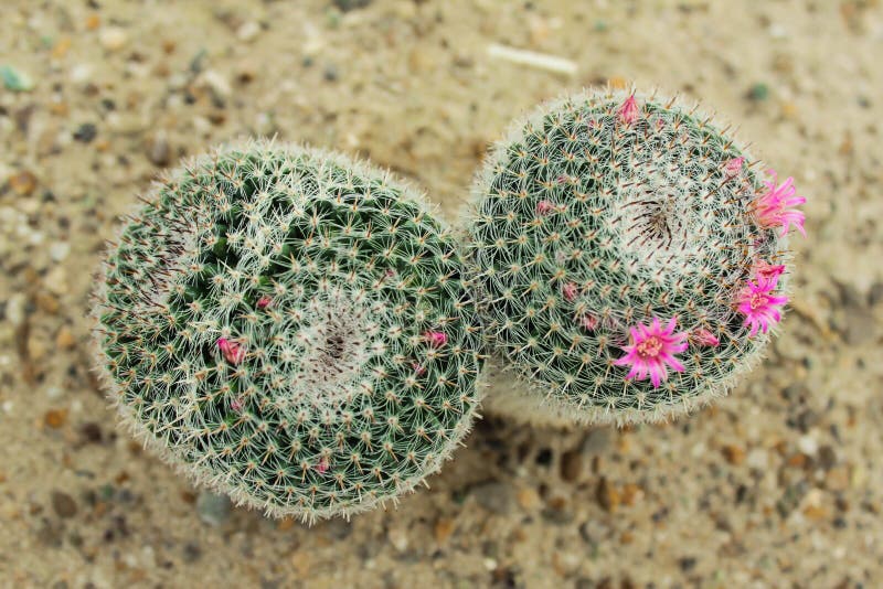 Cactus stock image. Image of garden, sharp, ground, cactus - 44812845
