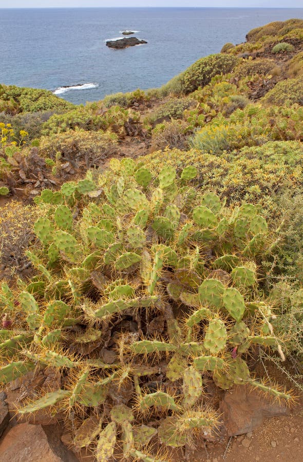 Cactus on the beach stock image. Image of ocean, island - 209884179