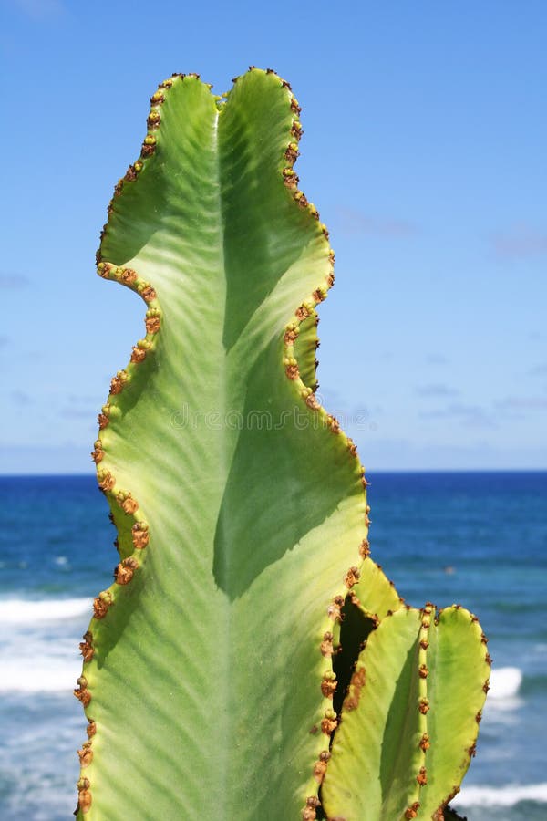 Cactus on the Beach in Lima, Peru Stock Image - Image of holidays ...
