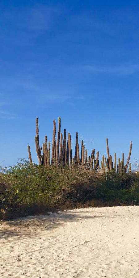 Cactusses stock image. Image of sand, blue, nature, cactusses - 149321873