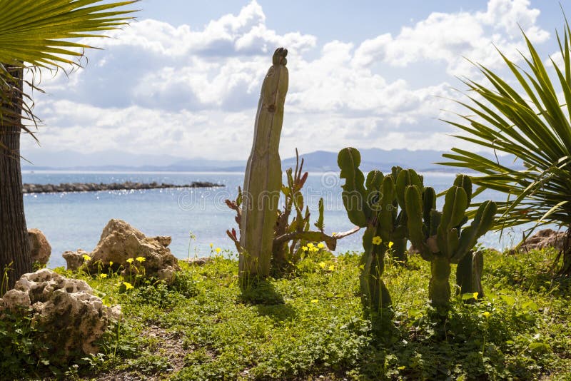Cactus on the Beach in Lima, Peru Stock Image - Image of holidays ...