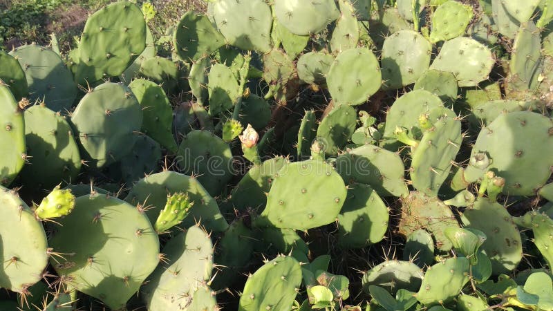 Cactus in beach sand stock photo. Image of beach, cactus - 186991746