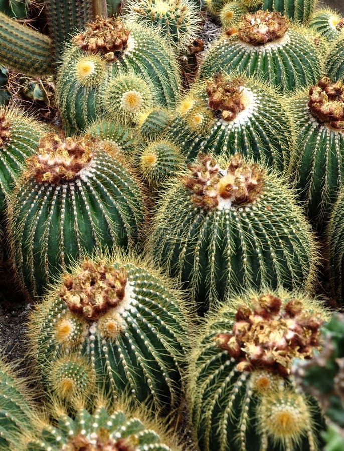 Cactus stock photo. Image of elegant, blooming, flowers - 41153970