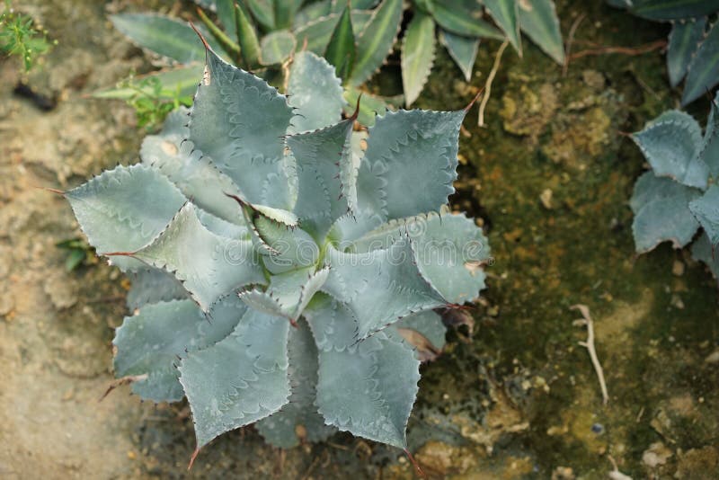 Cactus stock photo. Image of blue, wavers, flowers, waver - 82162938