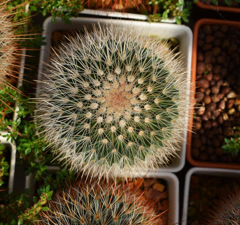 Top view of cactus stock image. Image of flora, objects - 41636937