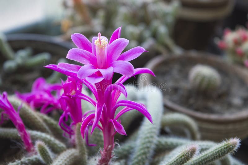 Cactus with Beautifull Purple Flower Stock Image - Image of isolated ...