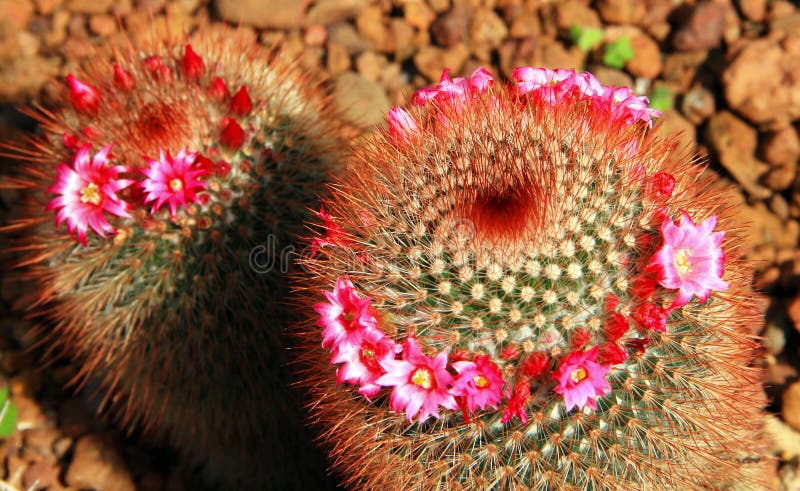 Cactus stock image. Image of cactus, lotus, flower, beauty - 44099459